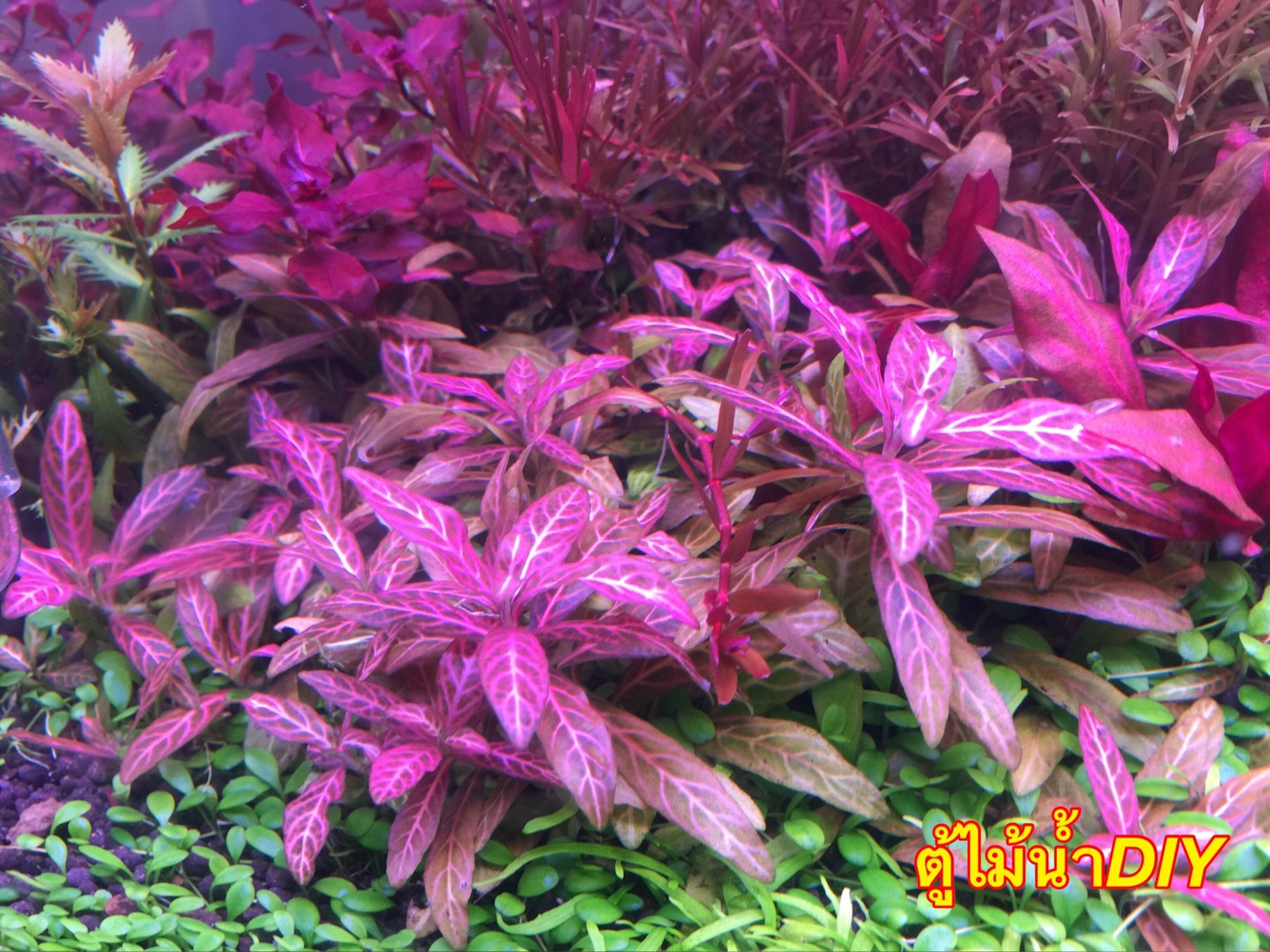 ปุ๋ยไม้น้ำ Tara Plus : Fe+trace element | Ninekaow.com